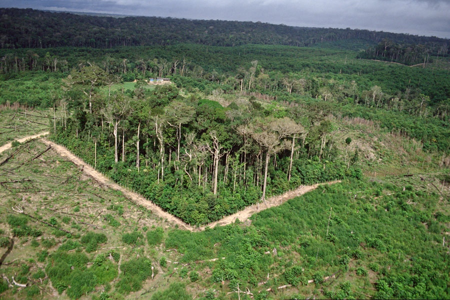 Forest fragmentation responsible for one third of carbon emissions ...