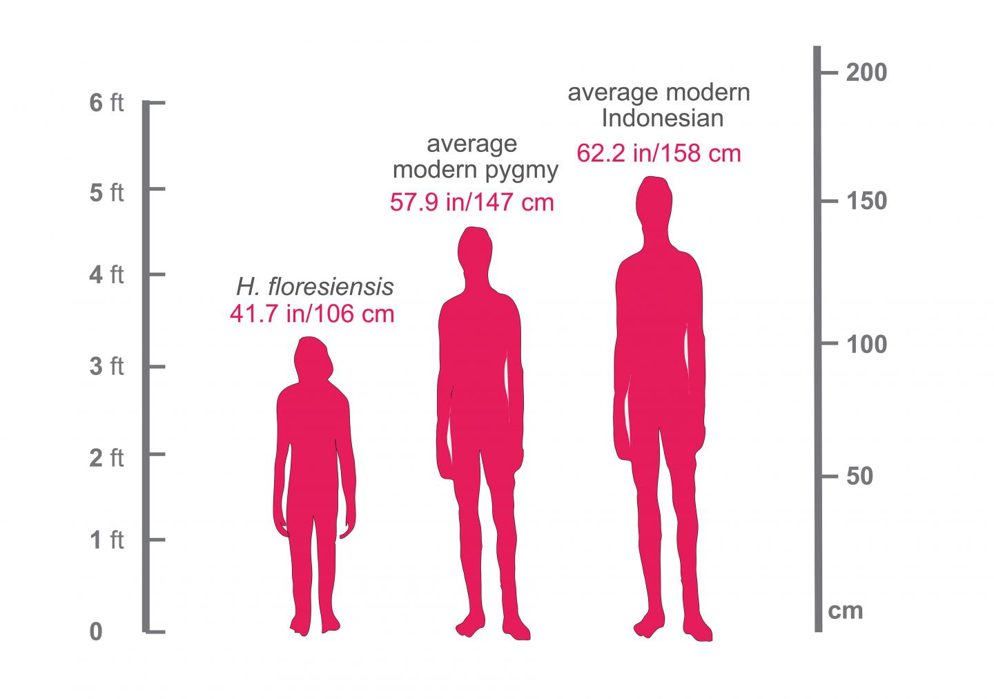 Mystery Solved: Modern Pygmies not Related to Ancient Ones | Genetics ...