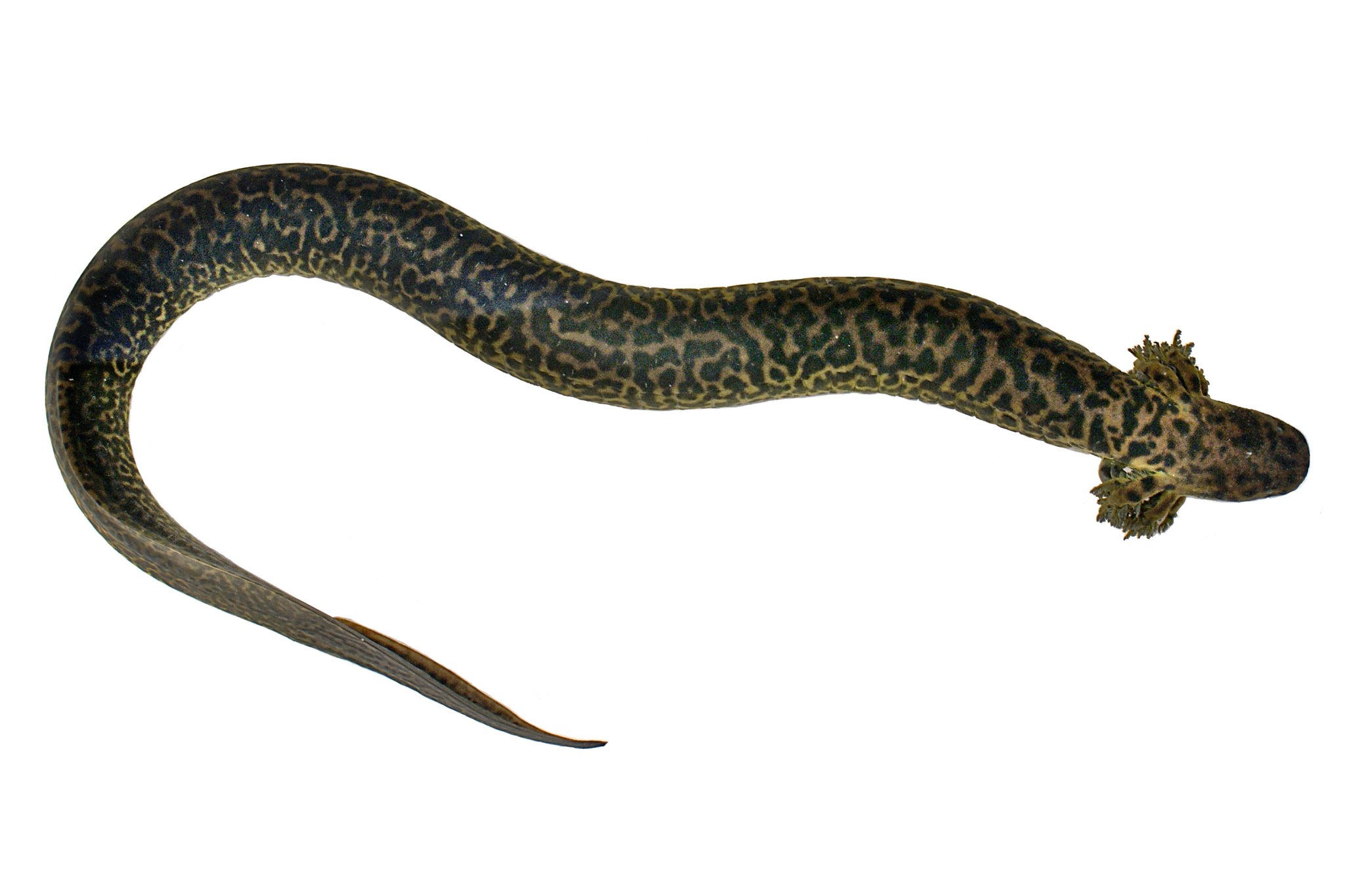 New Aquatic Salamander Species Described in New Study | Plants And Animals
