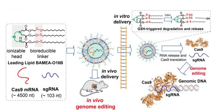 Lipid Nanoparticles Improve the Delivery of CRISPR/Cas9 Into Cells | Genetics And Genomics