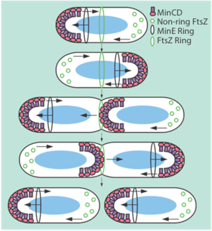 Cell Division: Z Marks the Spot | Microbiology