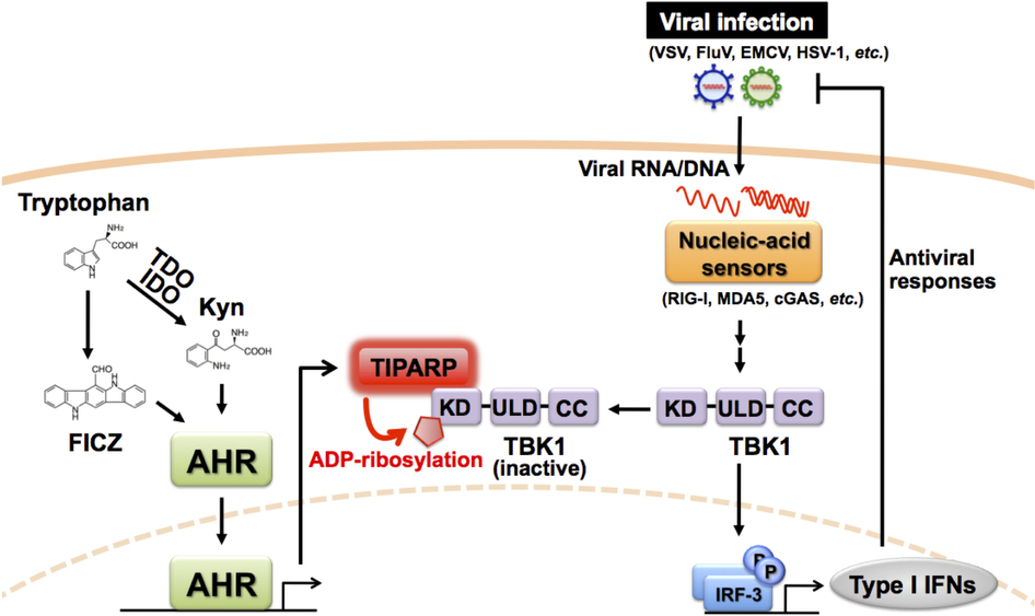 Mode of Regulation of Immune Response by Receptor Found | Cell And ...