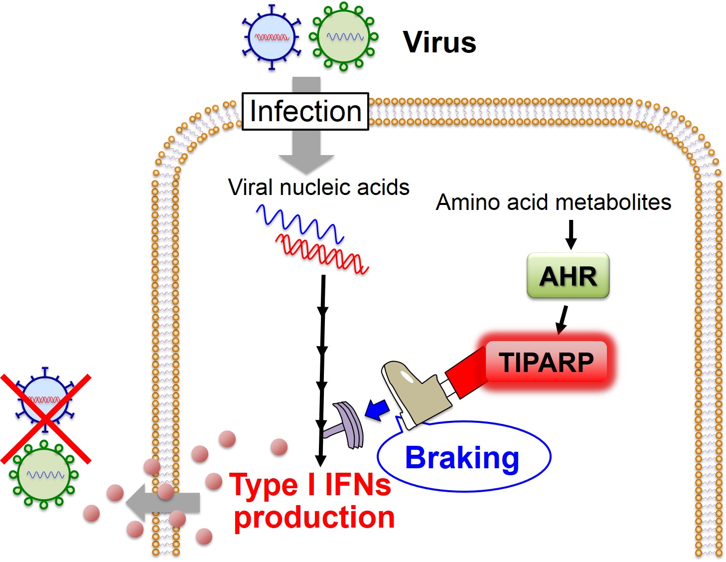 Mode of Regulation of Immune Response by Receptor Found | Cell And ...