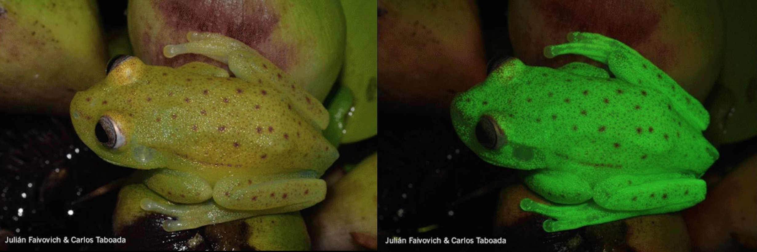 The First Fluorescent Frog Ever Discovered? | Plants And Animals