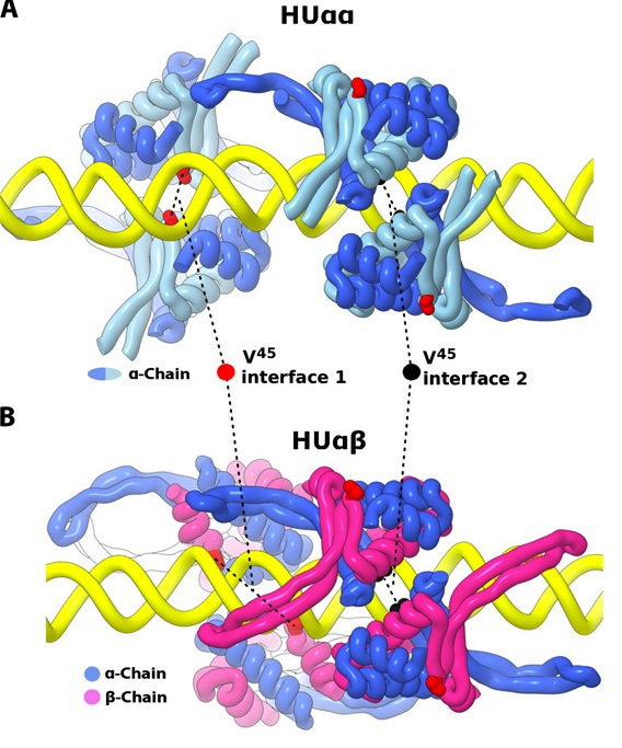 Molecular Switch that Triggers Bacterial Pathogenicity is Fo | Microbiology