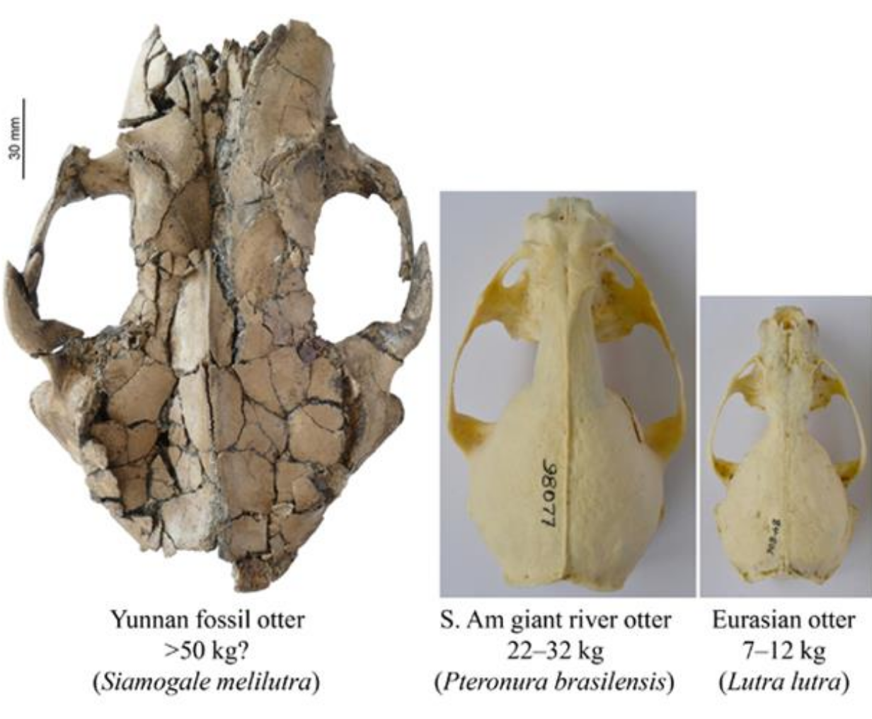 Newly Discovered Otter Skull Fossils From China Are Simply M | Plants ...
