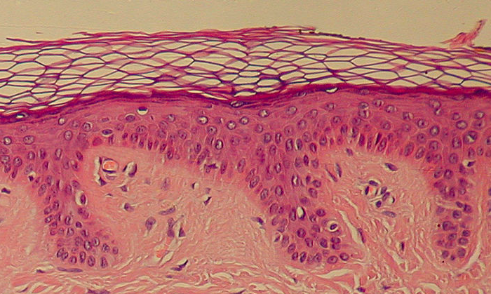 Scientists Discover a New Part of the Human Body | Cell And Molecular ...