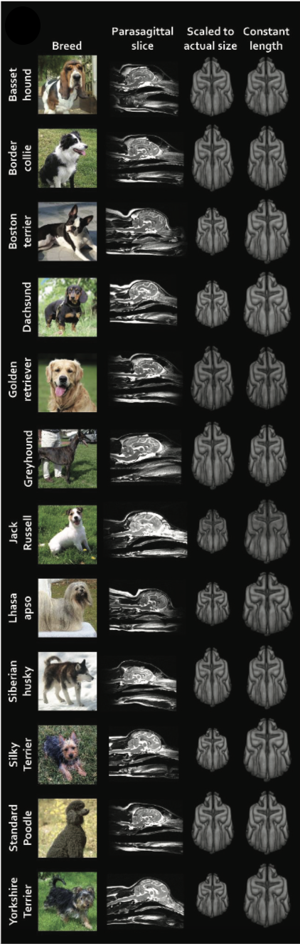 We are Changing the Shape of Our Dogs Brains | Cell And Molecular Biology