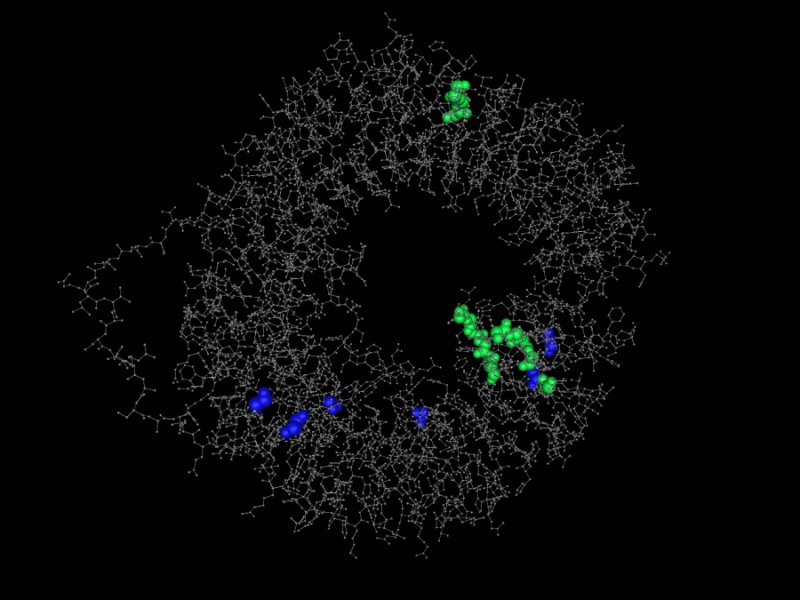 Bat Immune Receptors Are Different Than Other Mammals | Immunology