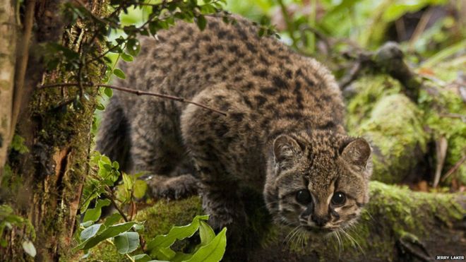 Güiña Wildcats of Chilie Are Faring Better Than Initially Thought ...