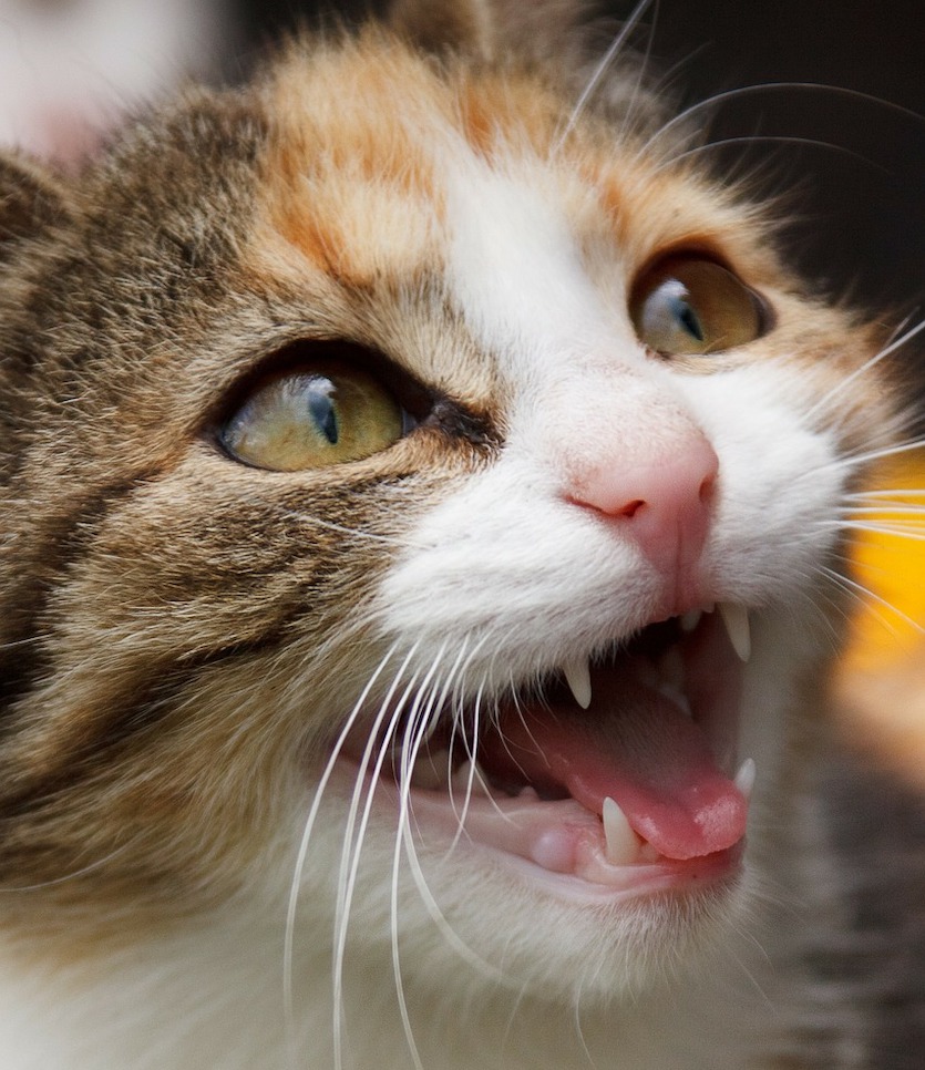 Is Catnip Really "Weed for Cats"? | Cannabis Sciences