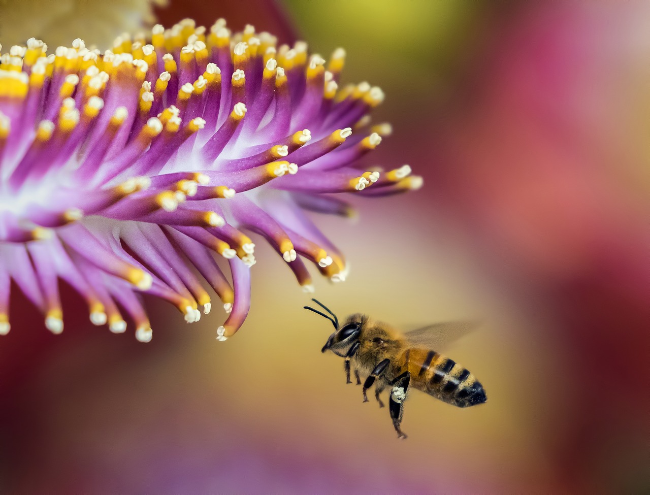 Scotland's Native Honey Bees Threatened by Imported Species | Plants ...