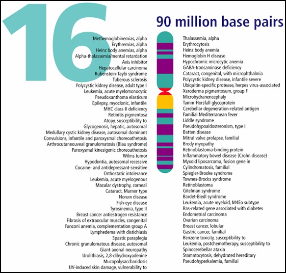 Gene Deletion Leads to IQ Drop and Potentially Autism | Genetics And ...