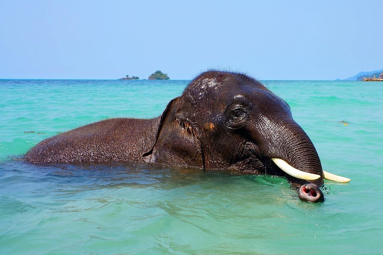 Sri Lankan Navy Resuces an Elephant That Got Lost At Sea | Plants And ...