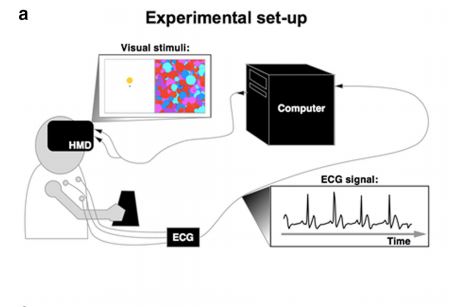 How the Brain Separates Internal and External Stimuli | Neuroscience