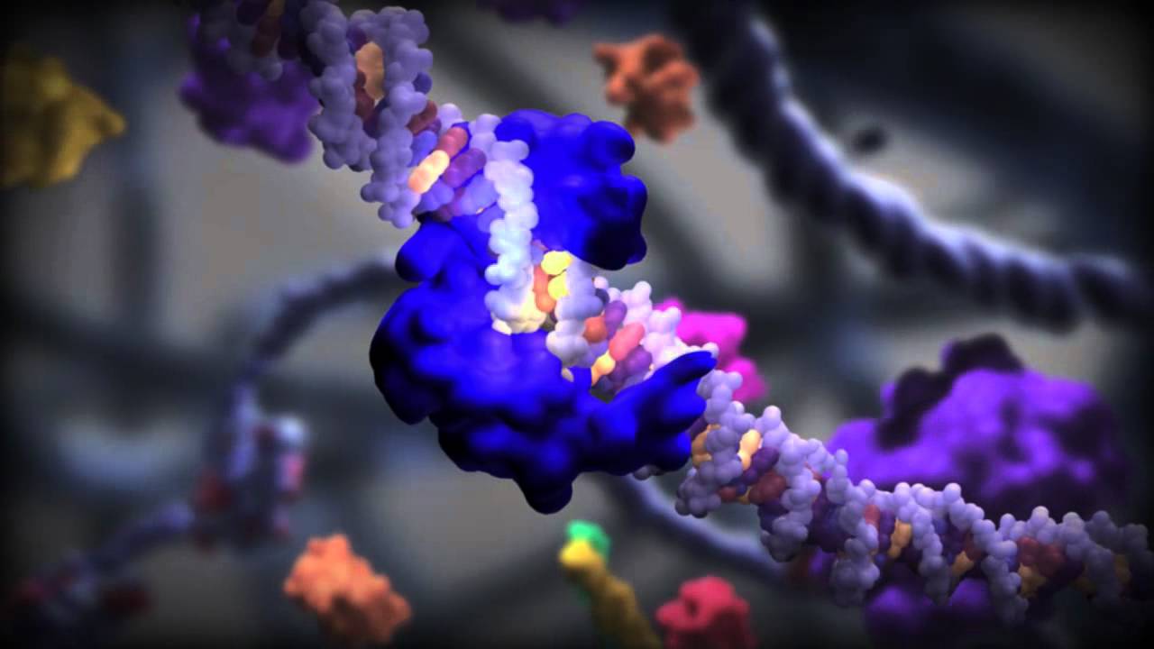 Dna Transcription Animation