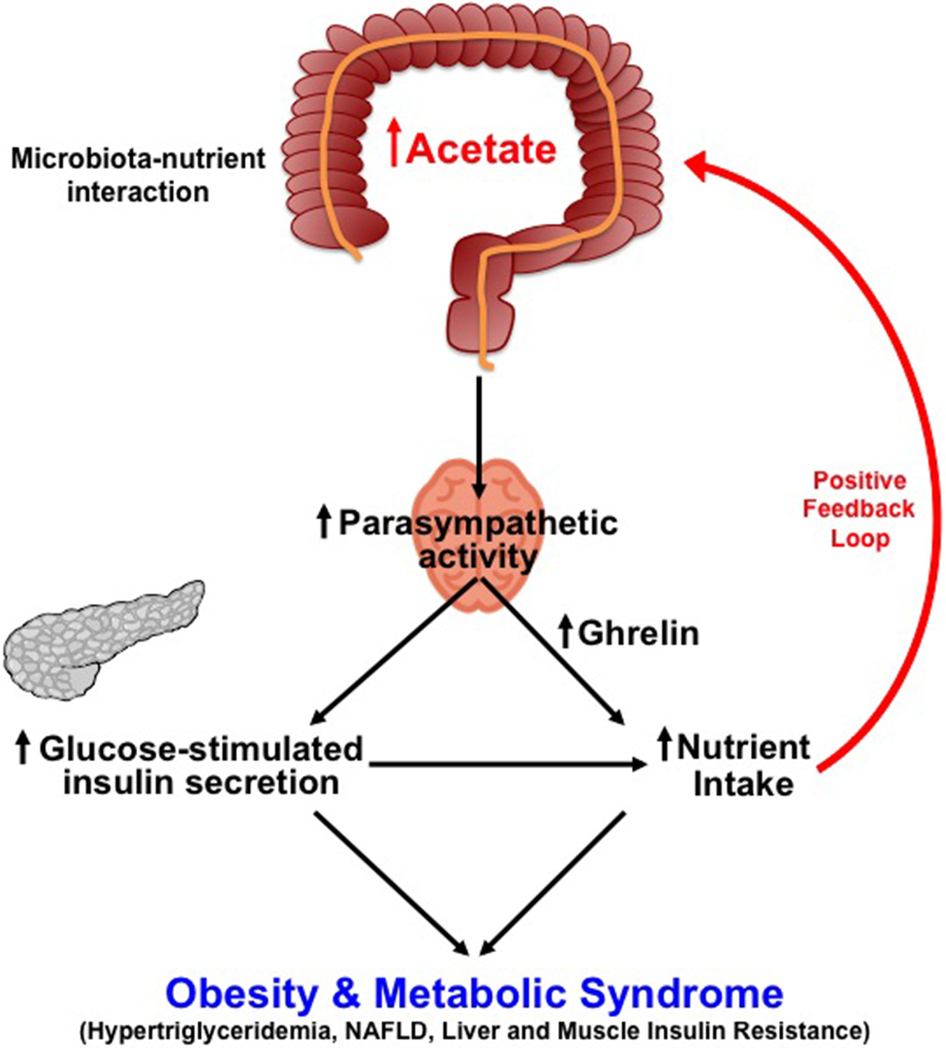 Study Shows How a Modified Microbiome Causes Obesity | Microbiology