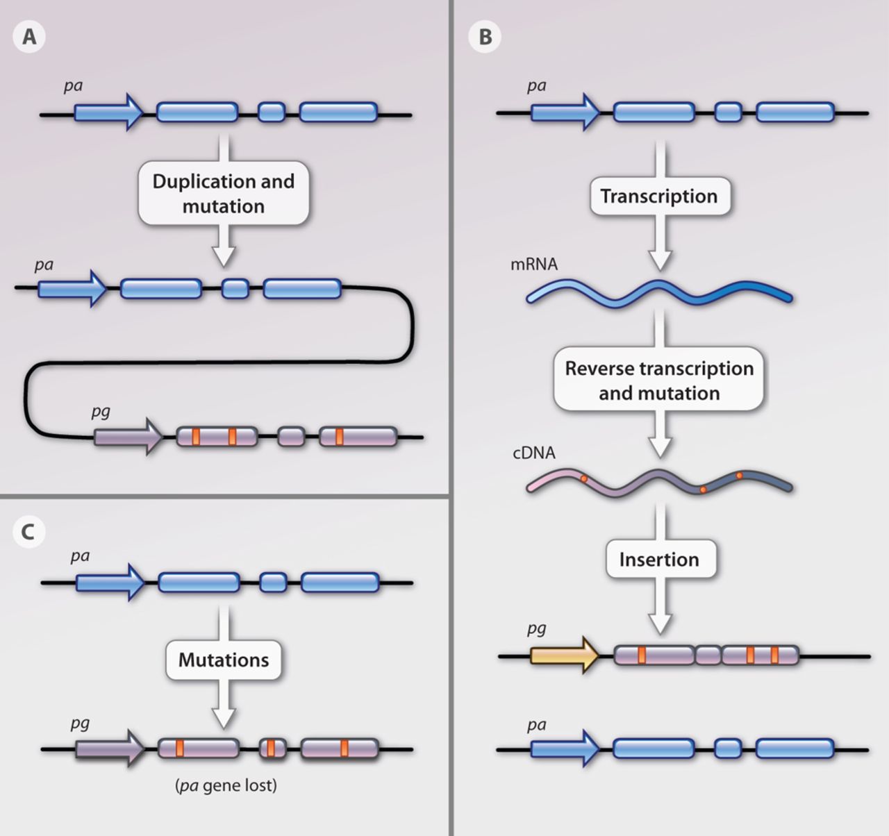 Are Pseudogenes Really Just "Junk Genes"? | Genetics And Genomics