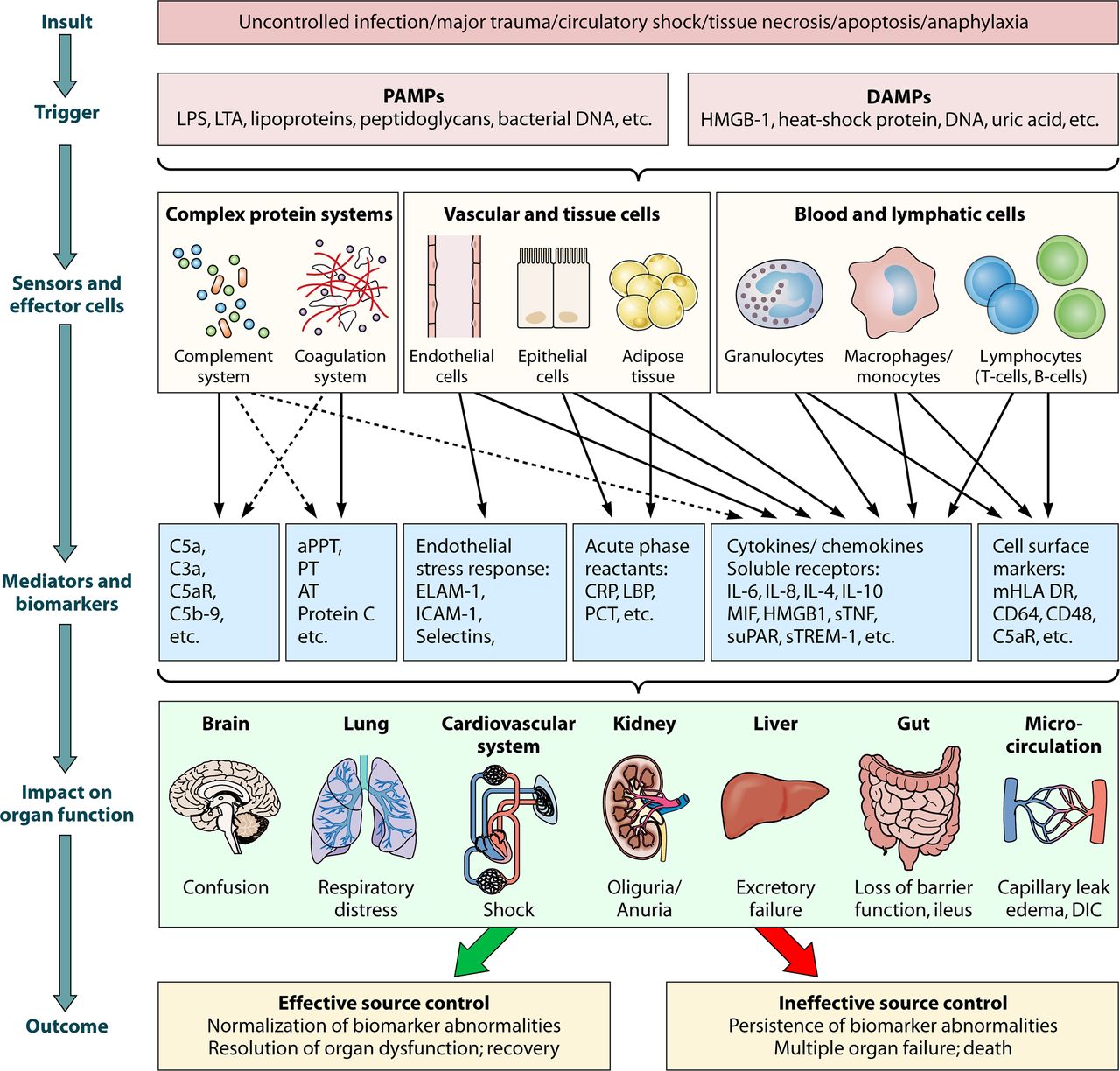 Immune System Error Creates Vulnerability To Sepsis Immunology