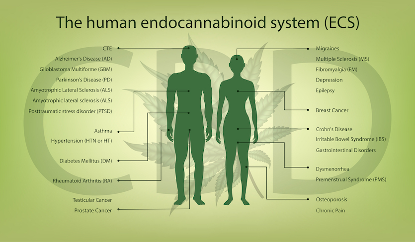 Target Endocannabinoids to Treat Chronic Conditions | Cannabis Sciences