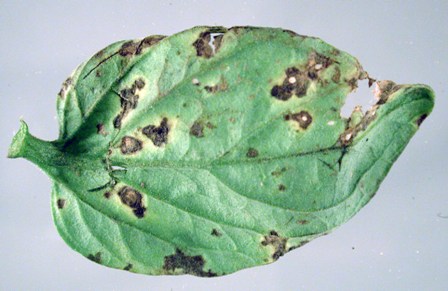 Bacterium-triggered stomatal closure and virulence factors to actively ...