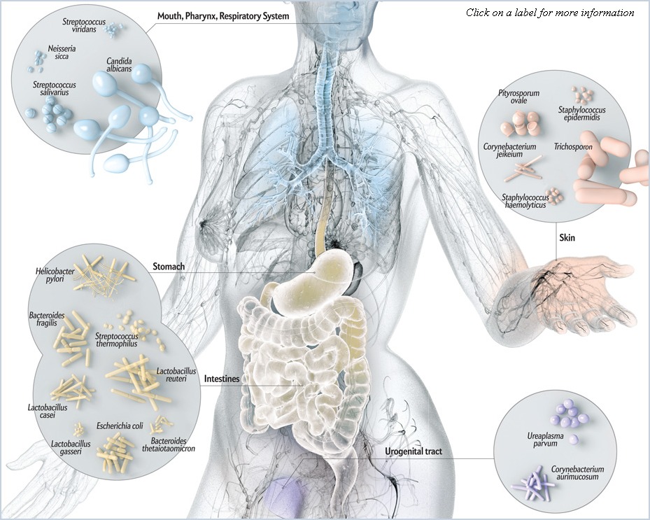 How the Immune System Impacts Gut Microbiota Evolution | Immunology