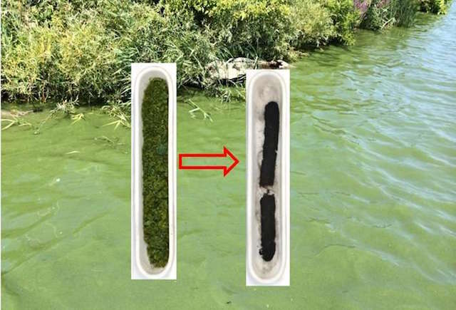 Turning Toxic Algae Into Better Batteries | Earth And The Environment