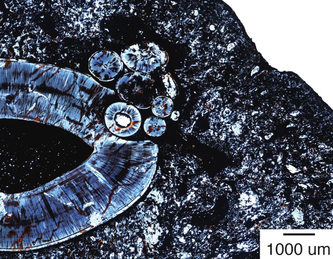 Cancer is at Least 255-million Years Old, New Study Finds | Cancer