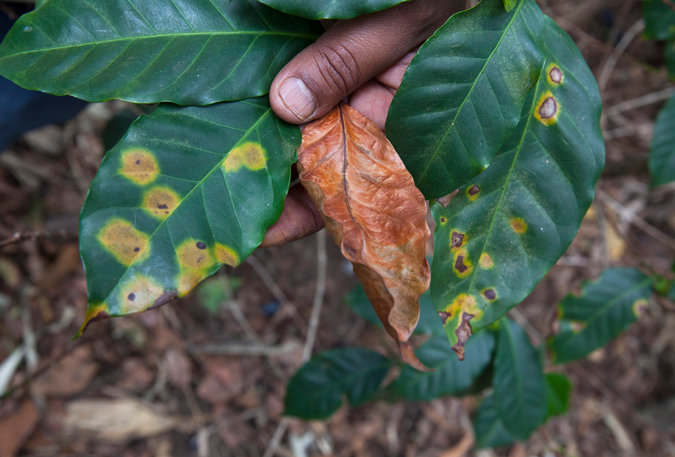 Fungus vs. Fungus: Fighting the Coffee Rust Epid | Microbiology