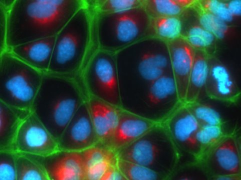 Functional Human Liver Cells Sucessfully Grown in Lab | Health And Medicine