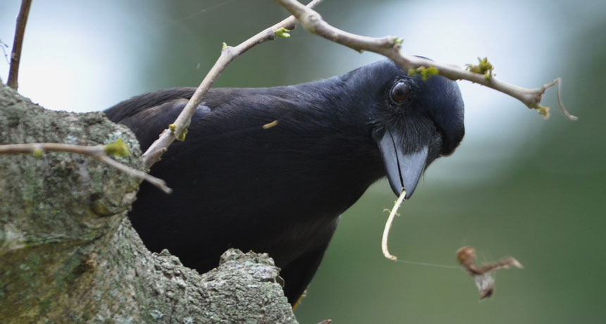Betty the Crow Probably Wasn't a Genius Just Because She Ben | Plants ...