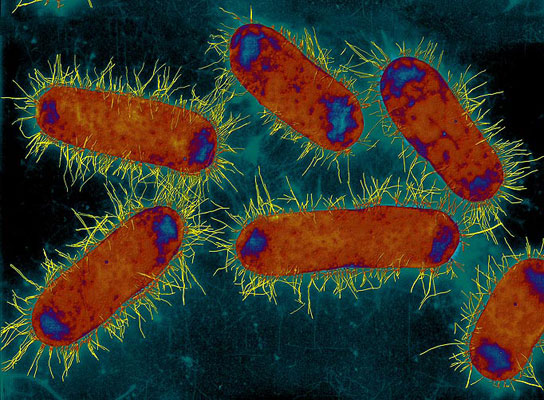 Inside bacteria, everything has its place | Microbiology