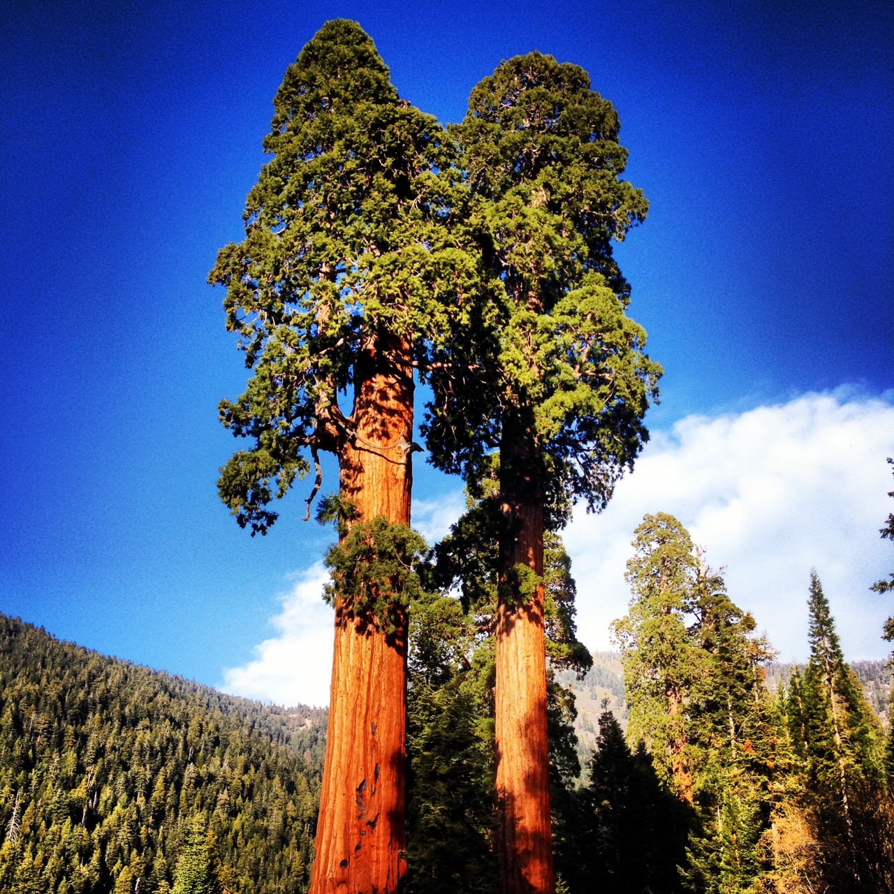 The Tree Angels | Earth And The Environment