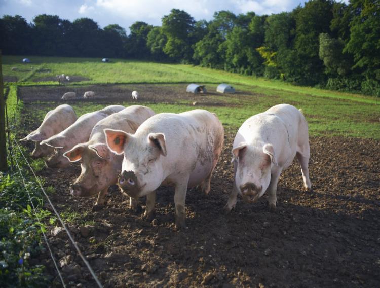 Millions of farm animals die in Hurricane Matthew floods | Earth And ...