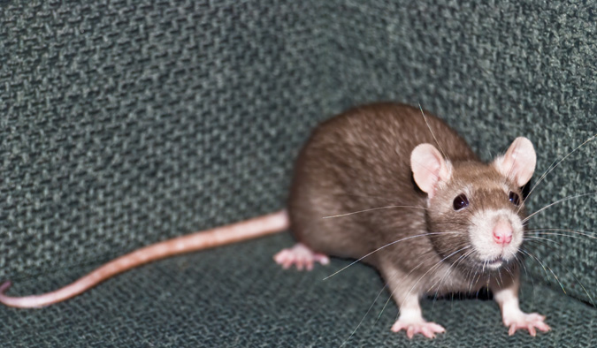 Lab Rats Proven Capable of Using Tools for Complex Tasks | Plants And ...