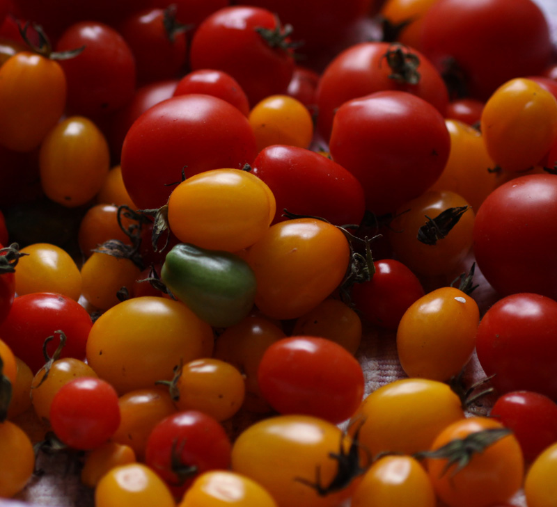 Gene Editing Makes Tomatoes Grow Faster | Genetics And Genomics