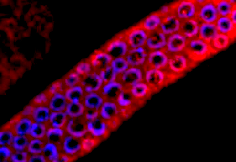 Molecule can Assess Cell Damage and Switch Between Repair an | Cell And ...