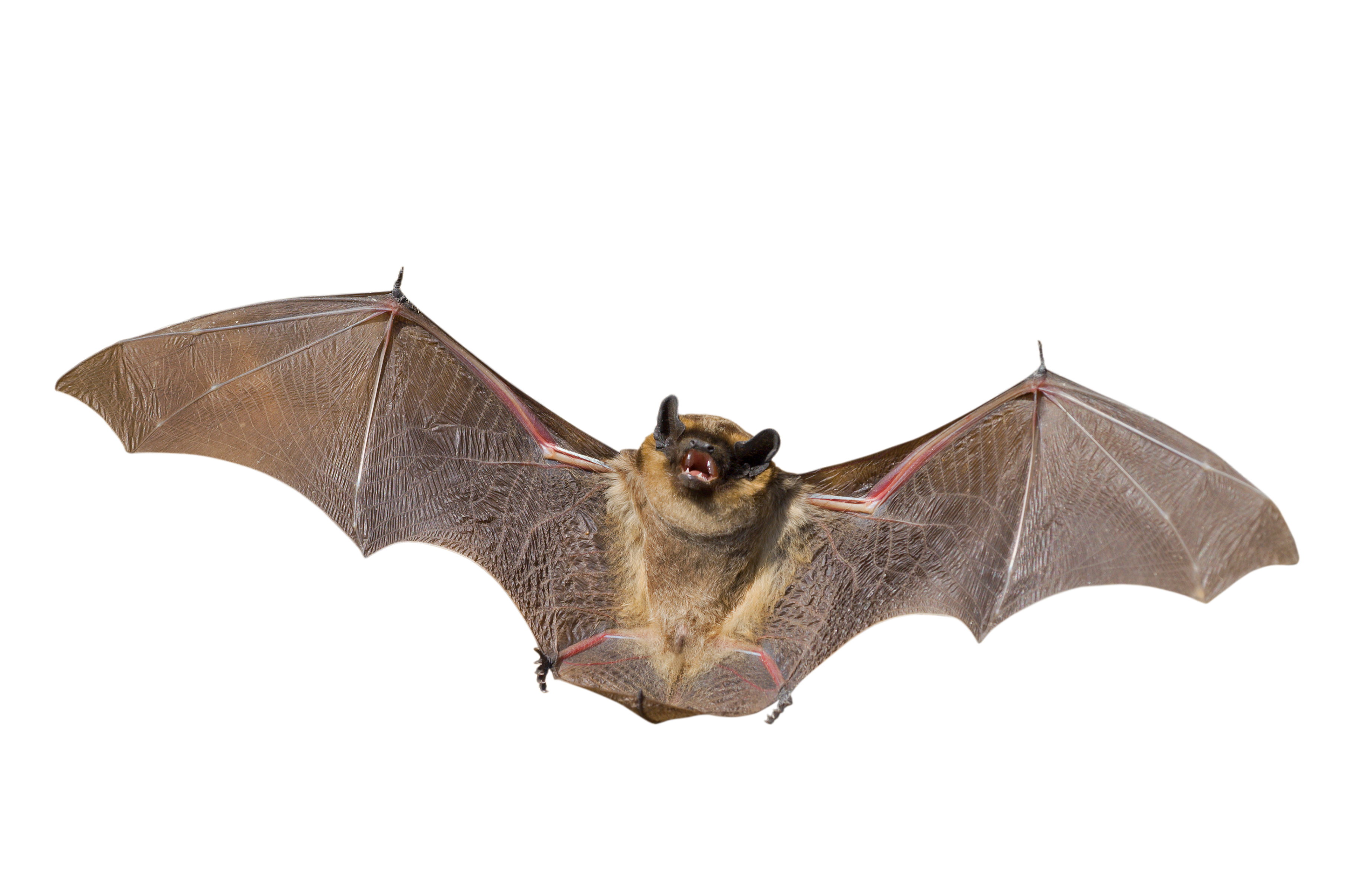 Novel bat virus also infects human cells | Microbiology