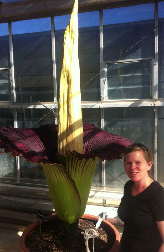 Rare Blooming of Corpse Flower Attracts Thousands in Austral | Plants ...