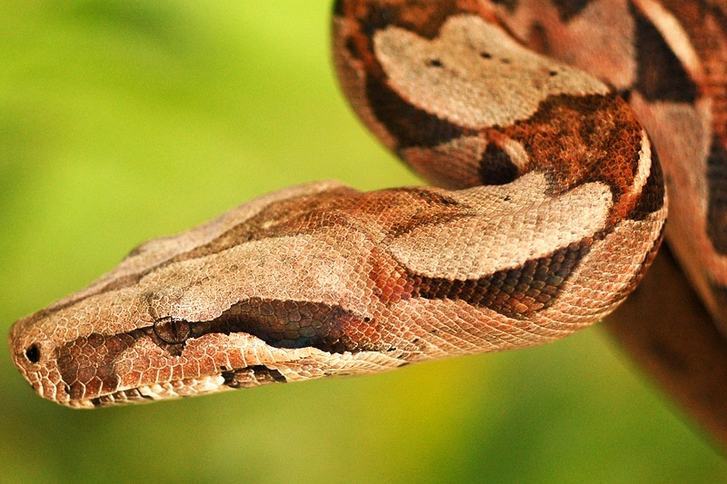 Heart Stopping Snakes | Plants And Animals