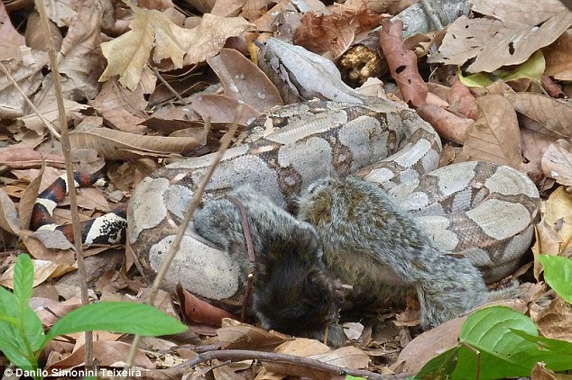 Boa Constrictor Spotted Attacking Two Marmosets At One Time | Plants ...